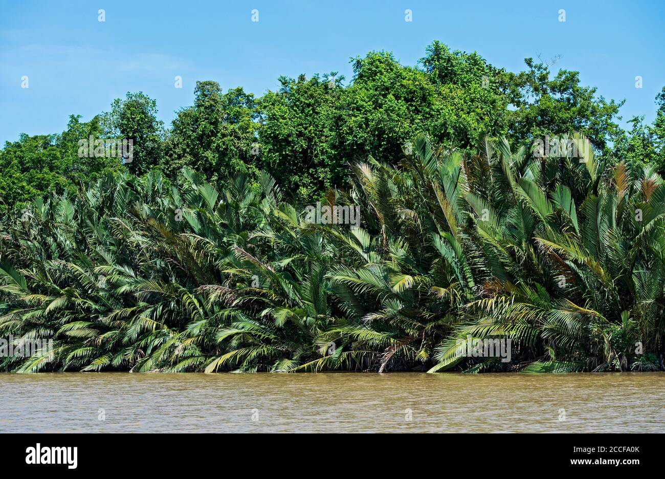 Nipa palm tree hi-res stock photography and images - Alamy