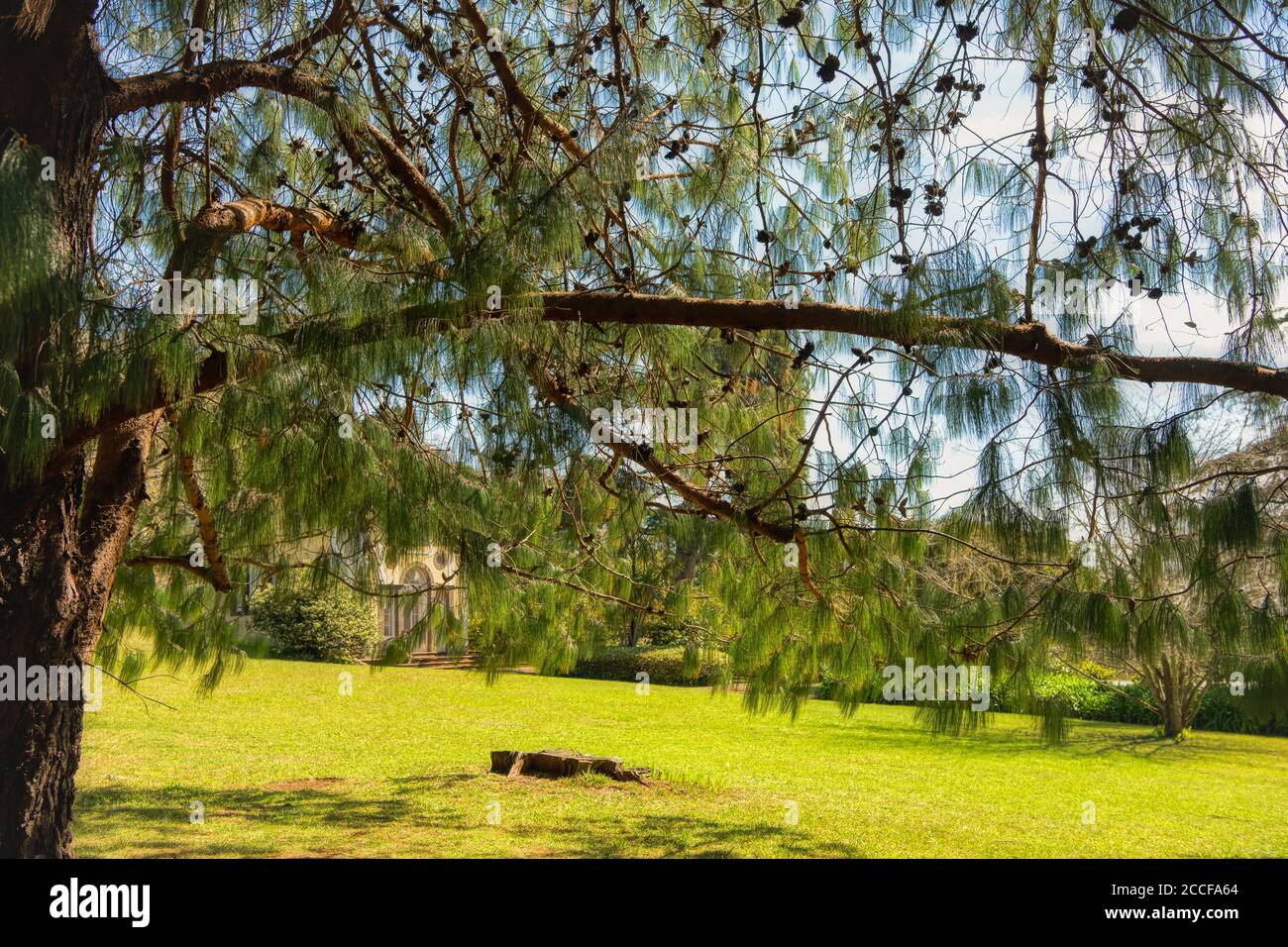 Pinus Patula tree (Mexico) at Palheiro Gardens in Funchal with exotic ...