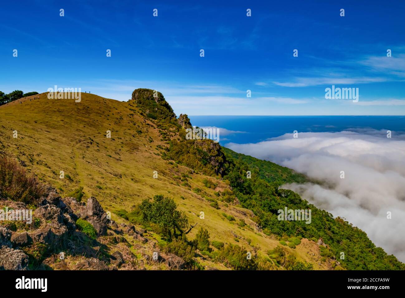 Hike in the Fanal area to the laurel forest, Unesco World Heritage ...