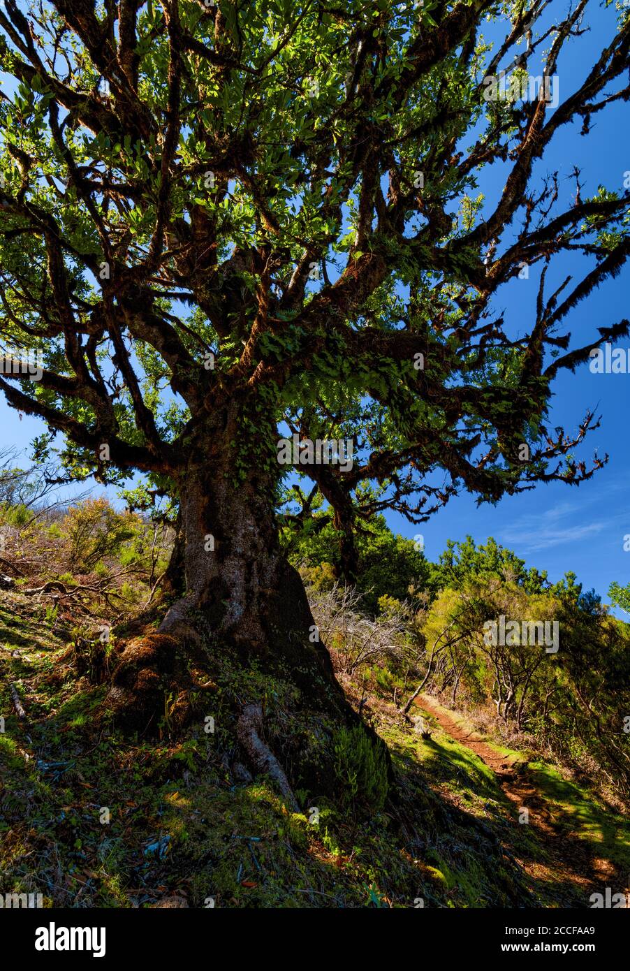 Hike in the Fanal area to the laurel forest, Unesco World Heritage ...