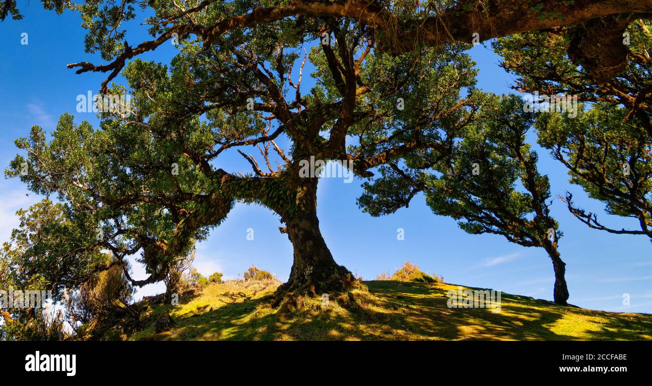 Hike in the Fanal area to the laurel forest, Unesco World Heritage ...