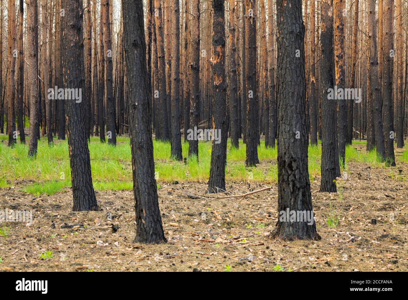 First grass hi-res stock photography and images - Alamy