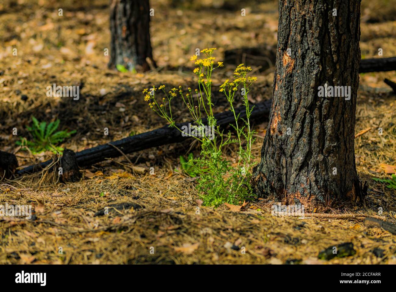 Burnt tree hi-res stock photography and images - Alamy