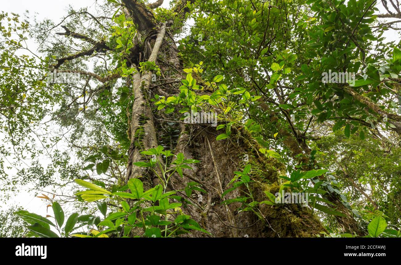 rainforest tree with vines competing for light, water and nitrogen ...
