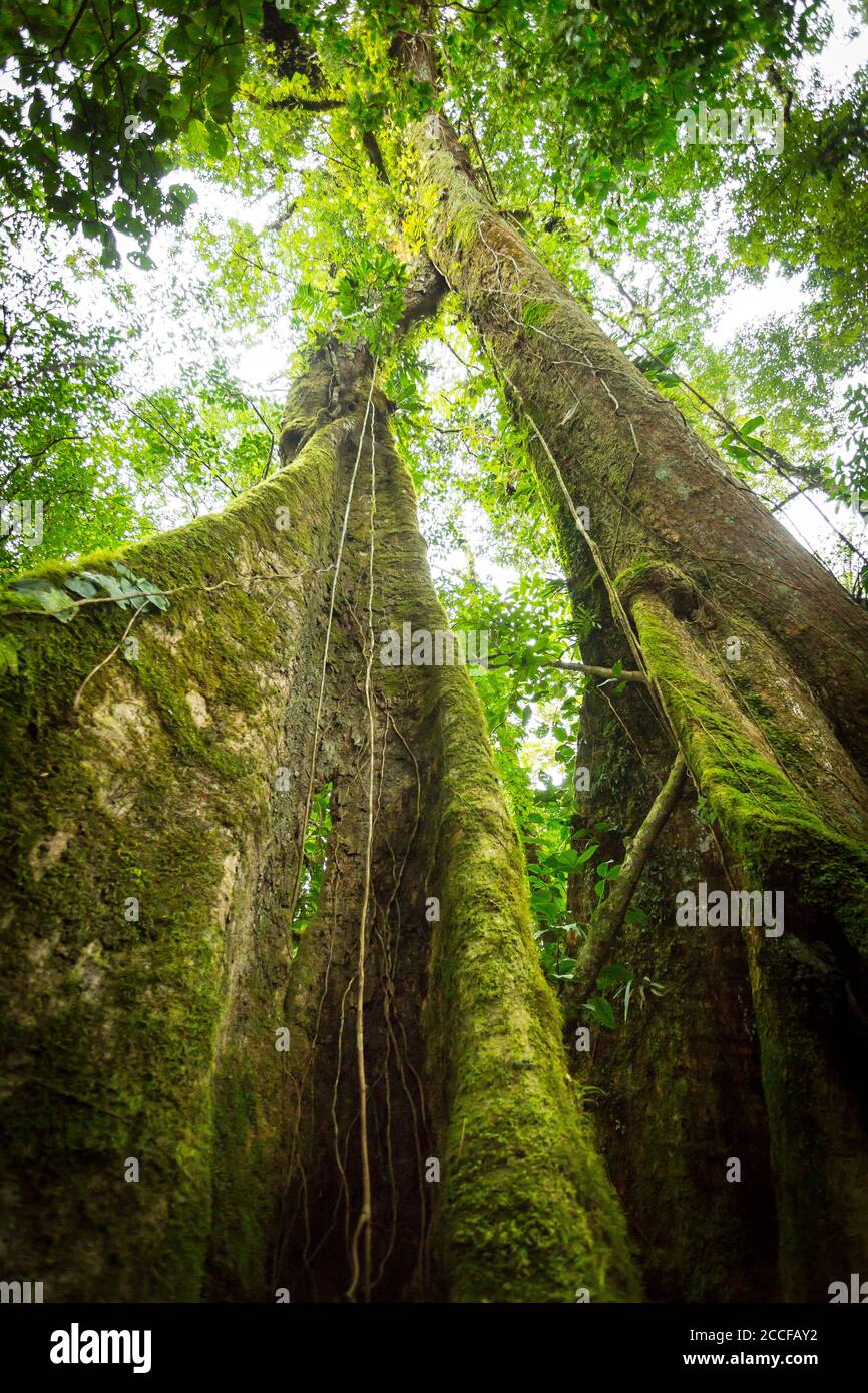 rainforest tree with vines competing for light, water and nitrogen ...
