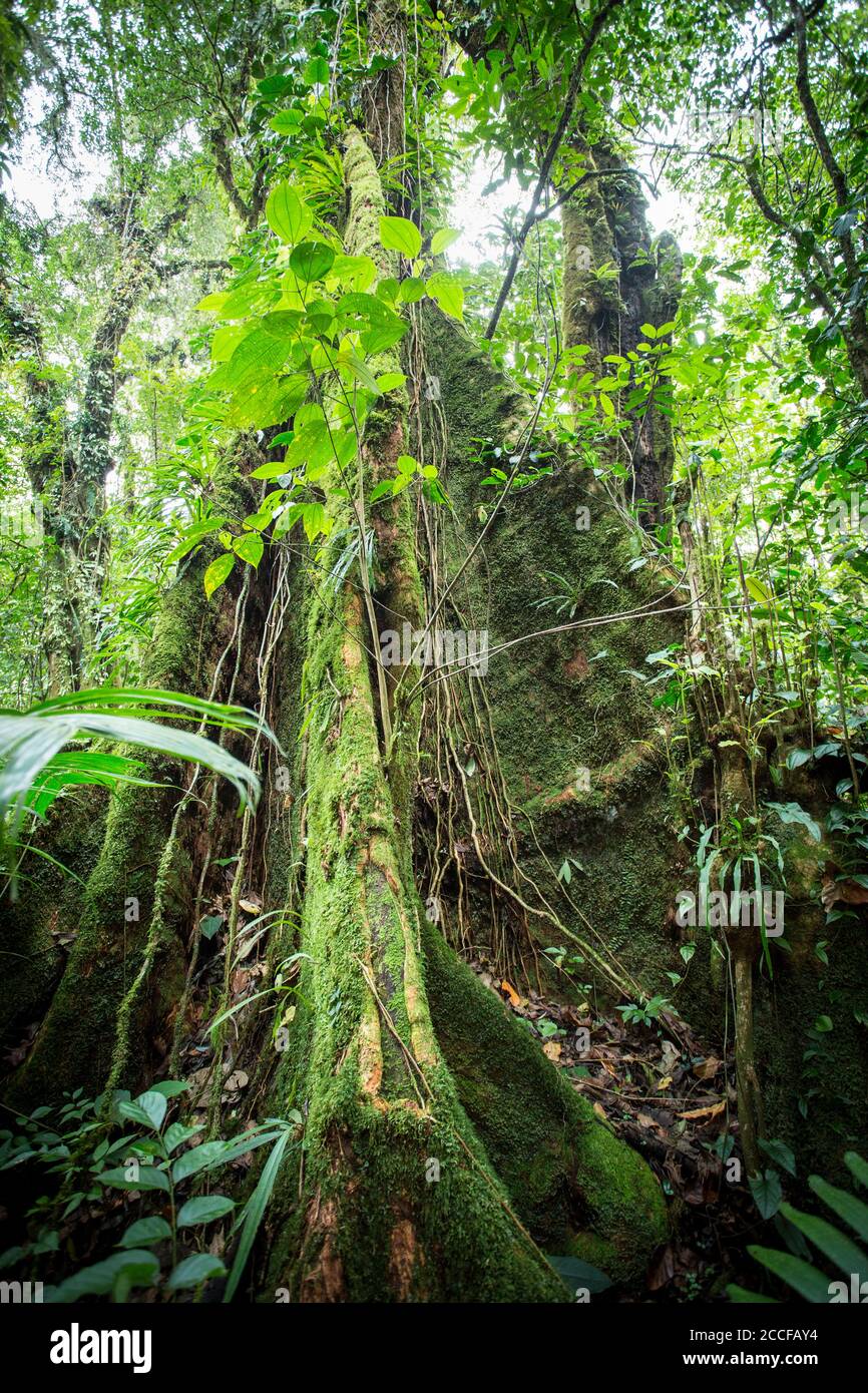 rainforest tree with vines competing for light, water and nitrogen ...