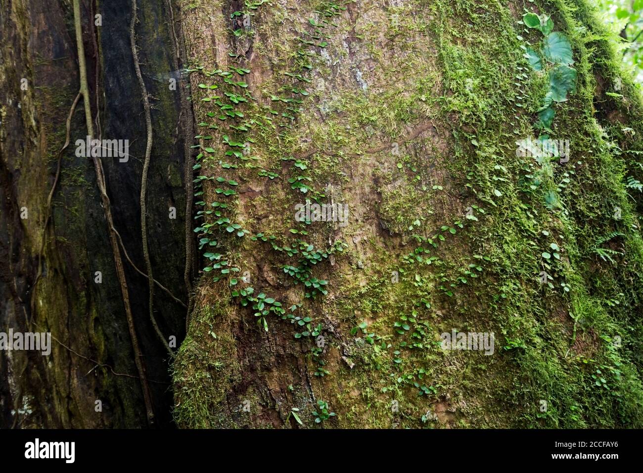 rainforest tree with vines competing for light, water and nitrogen ...