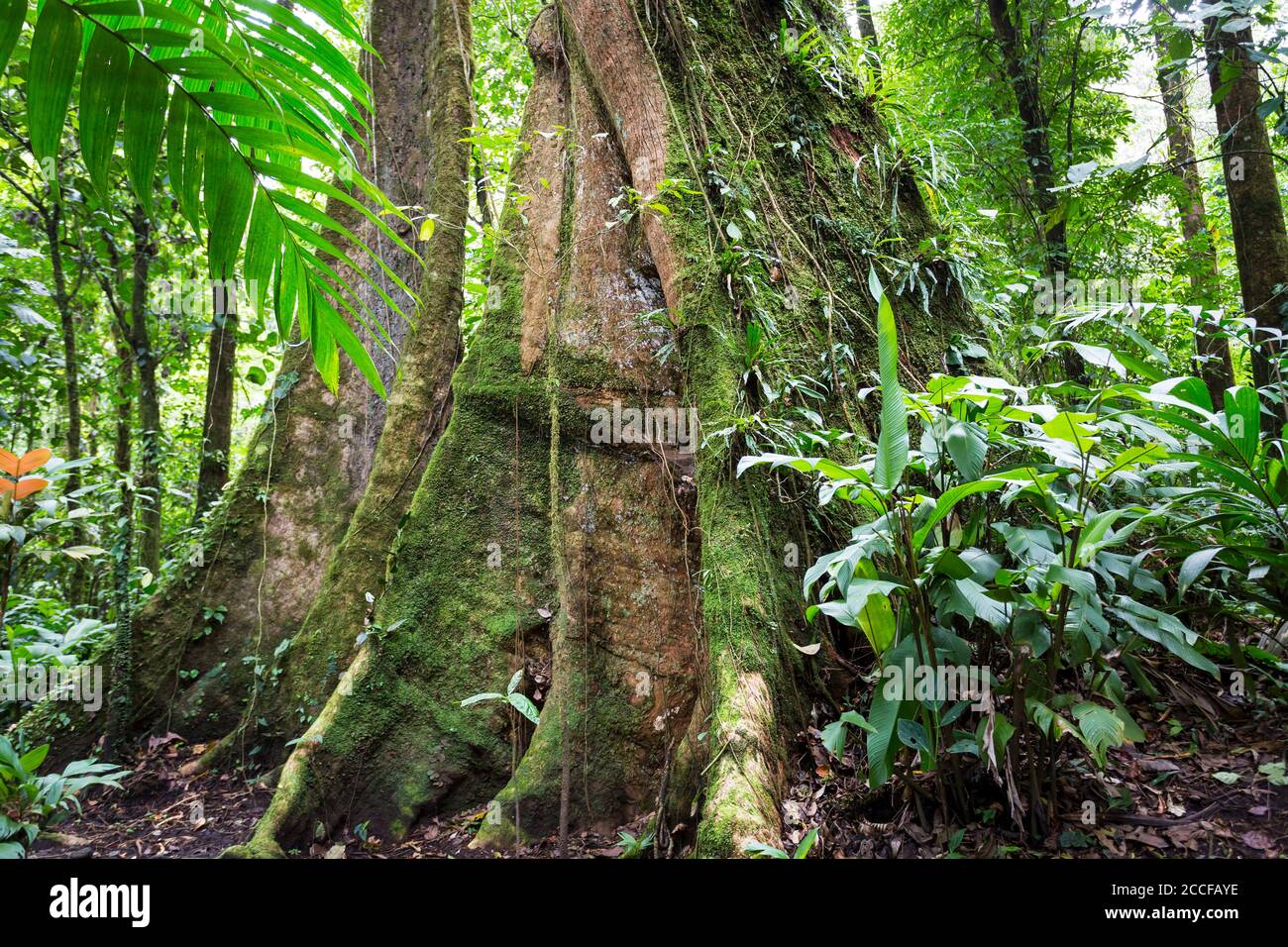 rainforest tree with vines competing for light, water and nitrogen ...