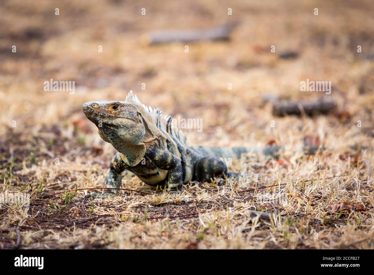 Black Spiny-Tailed Iguana, Black Iguana, Black Ctenosaur, Ctenosaura ...
