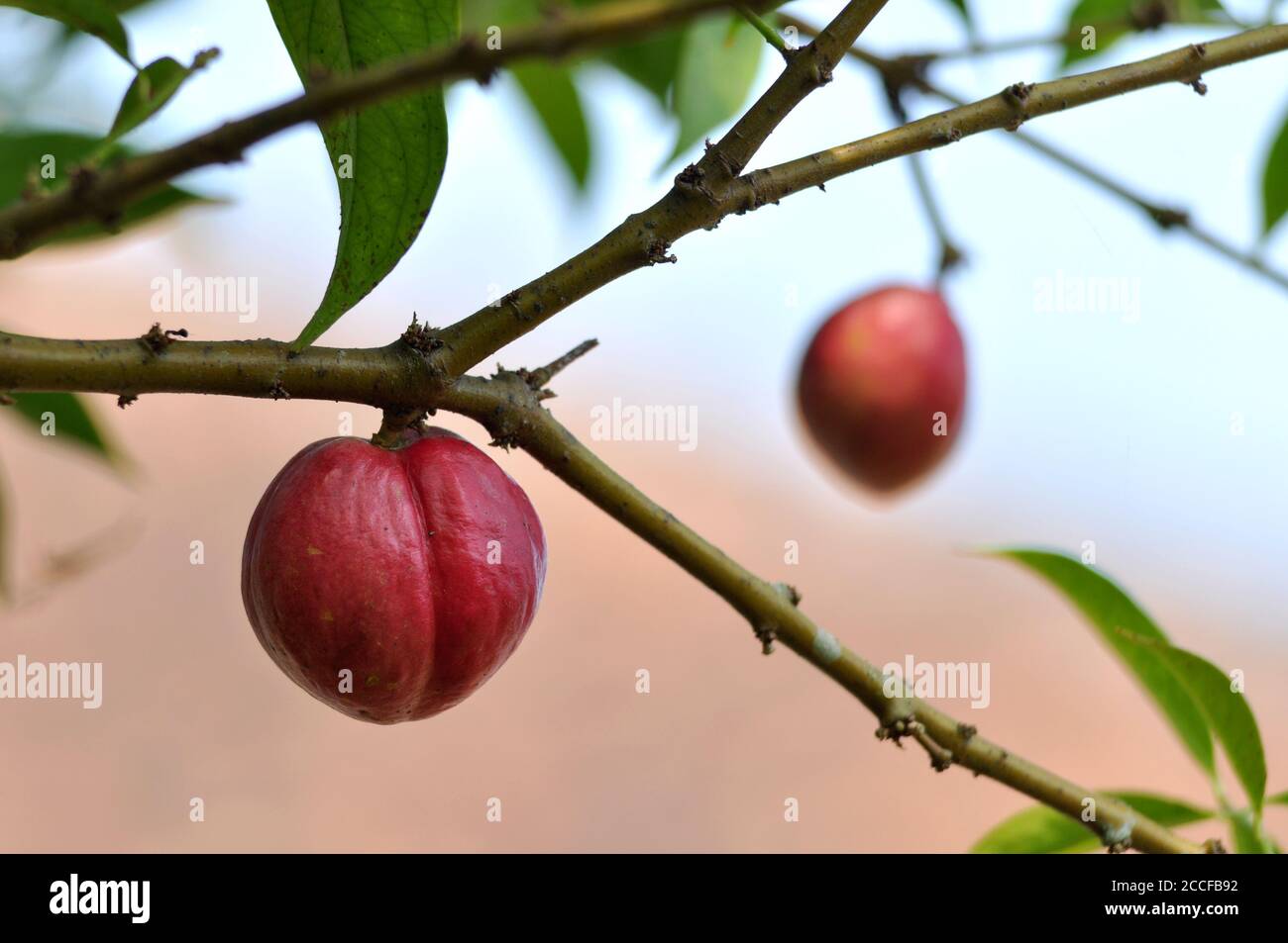 Phaleria macrocarpa, commonly known as Mahkota Dewa is a medicinal ...