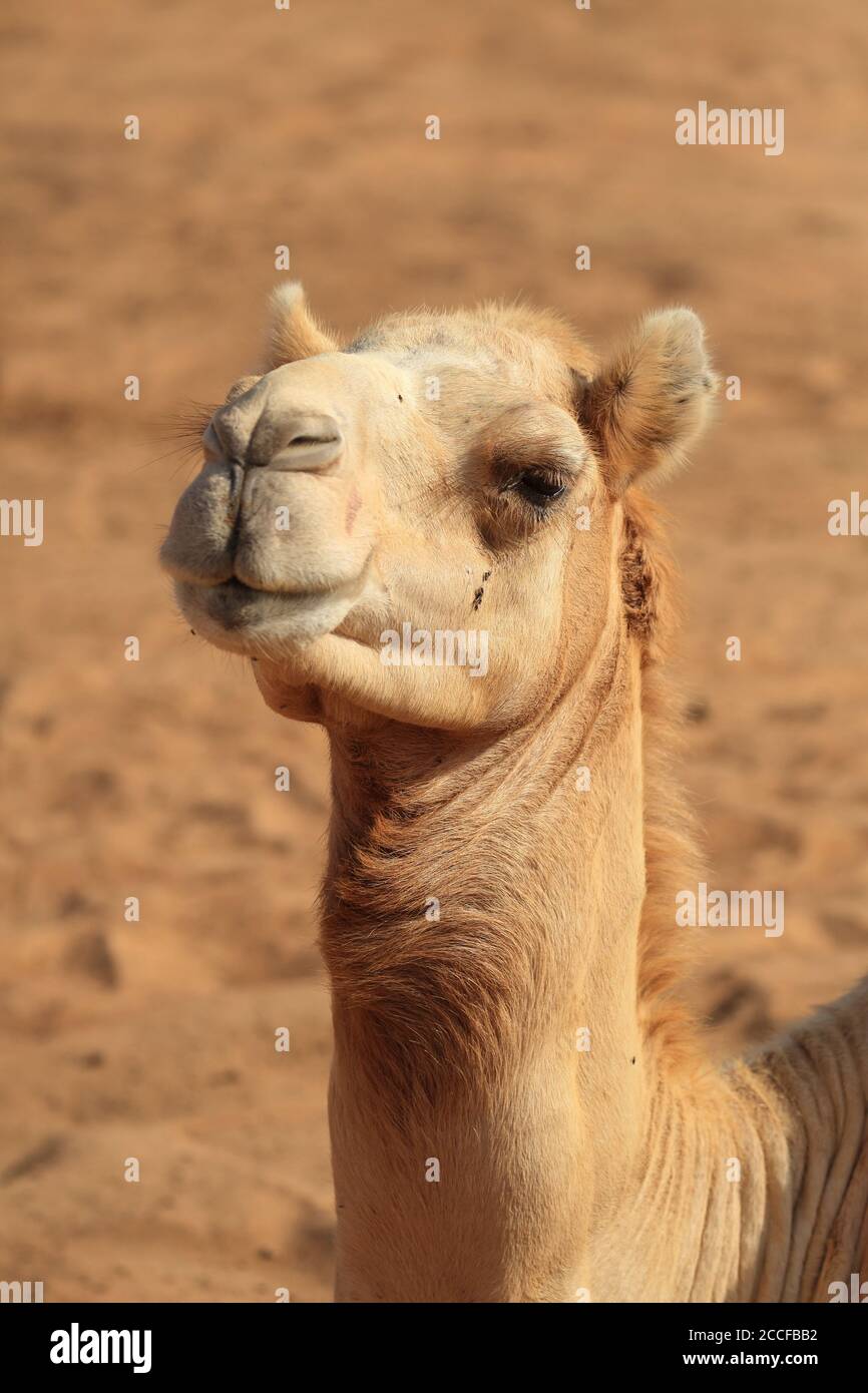 Dromedary camels in the desert hi-res stock photography and images - Alamy
