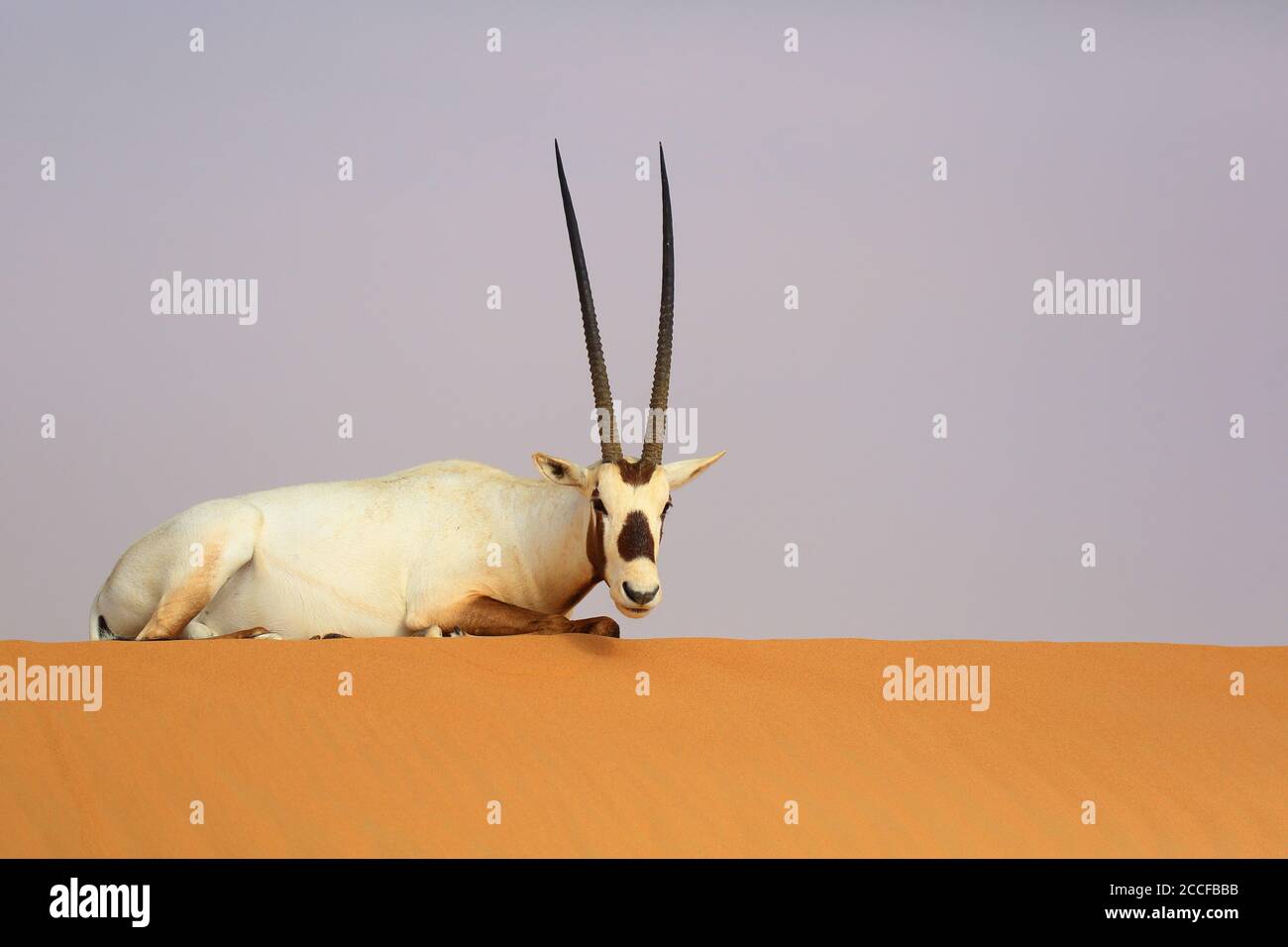 Arabian oryx antelope hi-res stock photography and images - Alamy