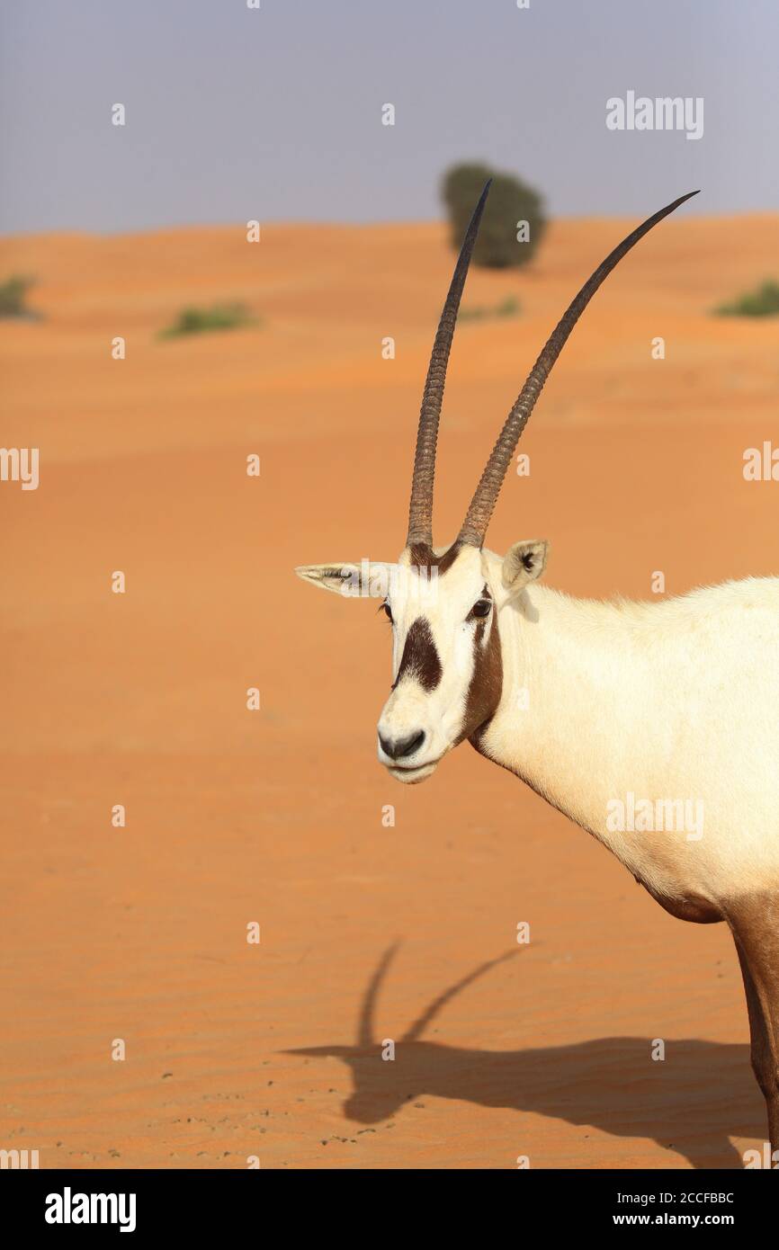 Arabian oryx antelope hi-res stock photography and images - Alamy