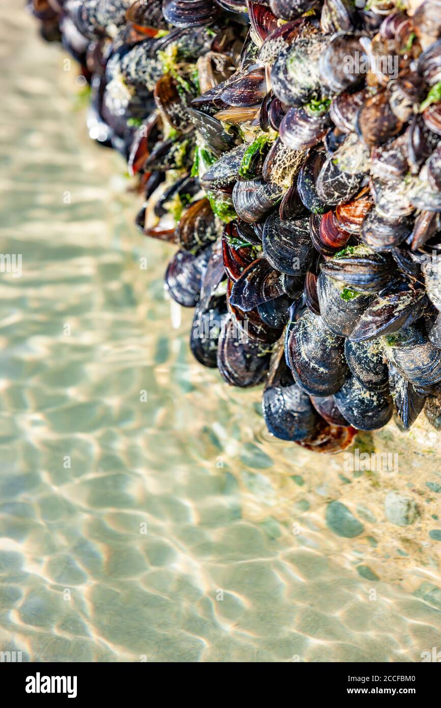 Fauna on the beach hi-res stock photography and images - Alamy