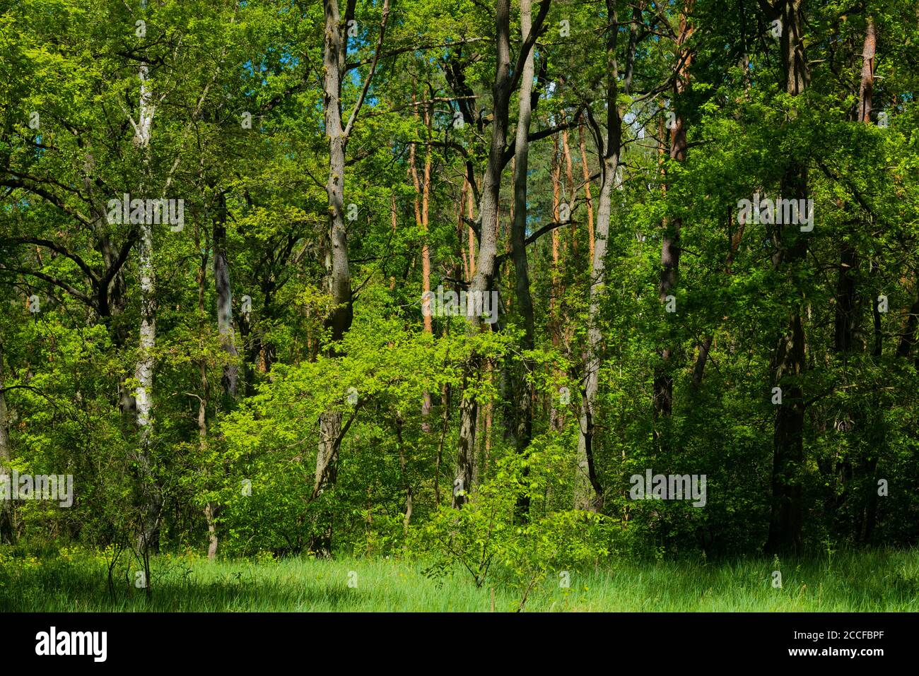 small clearing in the sunshine in a mixed forest Stock Photo - Alamy