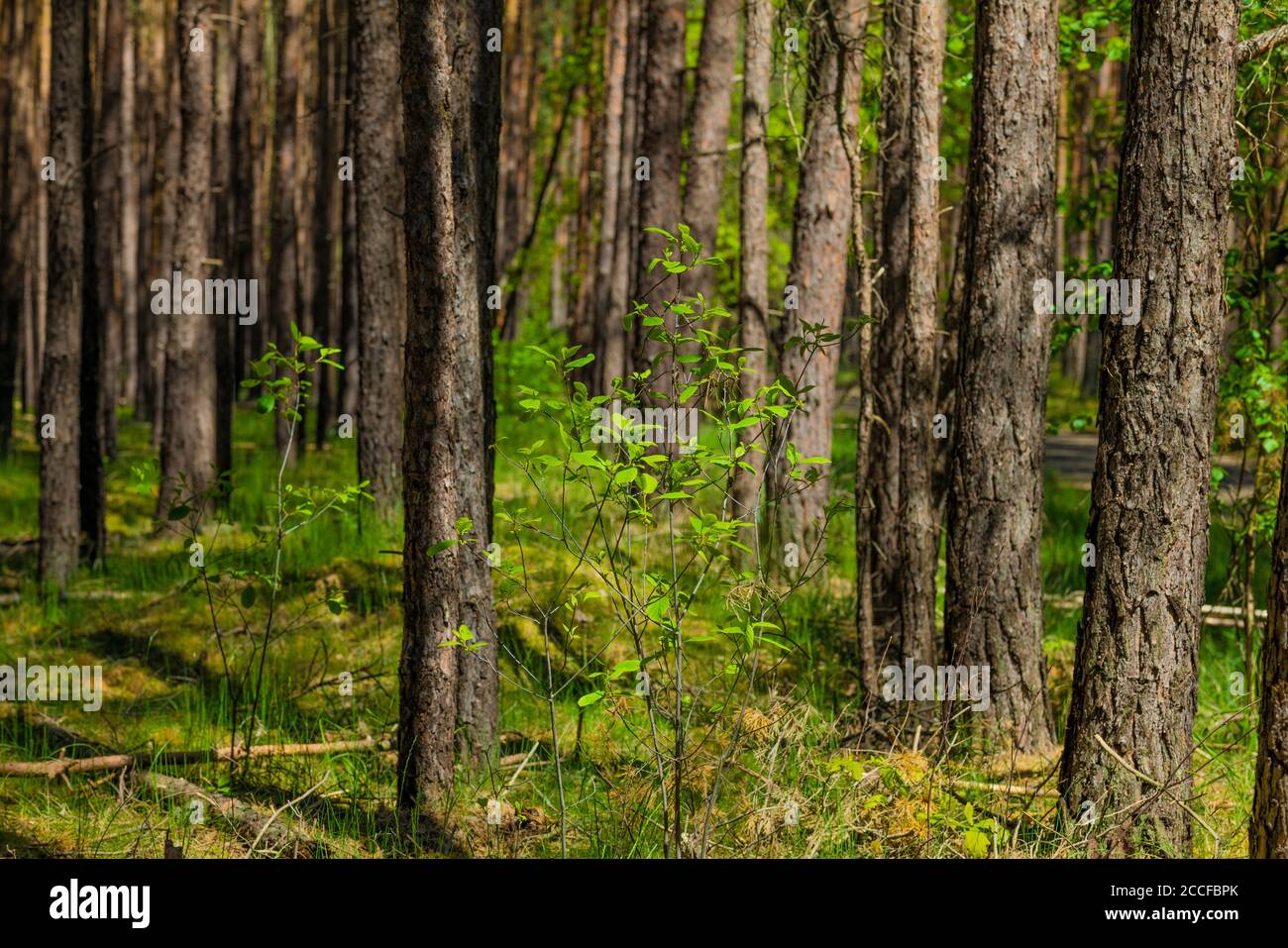 Pine tree in sunshine hi-res stock photography and images - Alamy