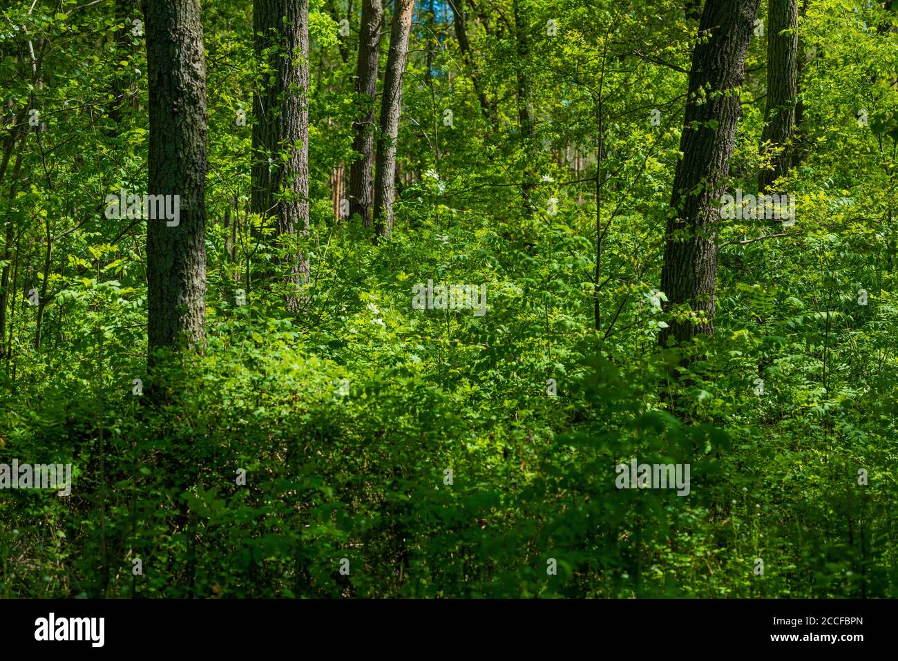 Deciduous forest in spring in Brandenburg Stock Photo - Alamy