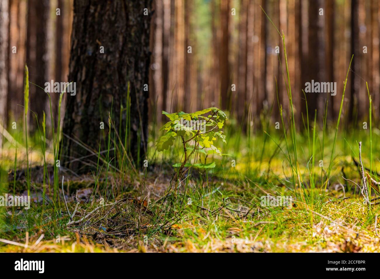 Young deciduous tree in a pine forest Stock Photo - Alamy