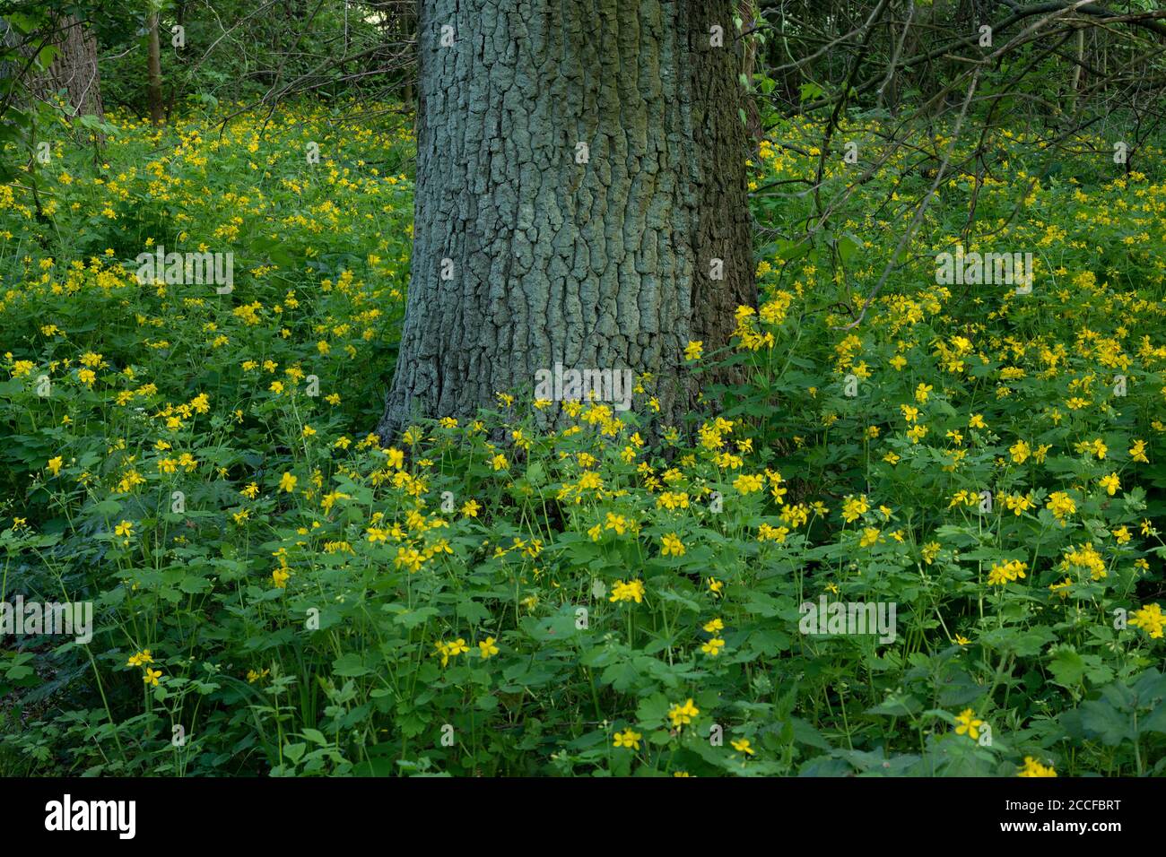 Deciduous forest in spring in Brandenburg, Oak tree in the forest is ...