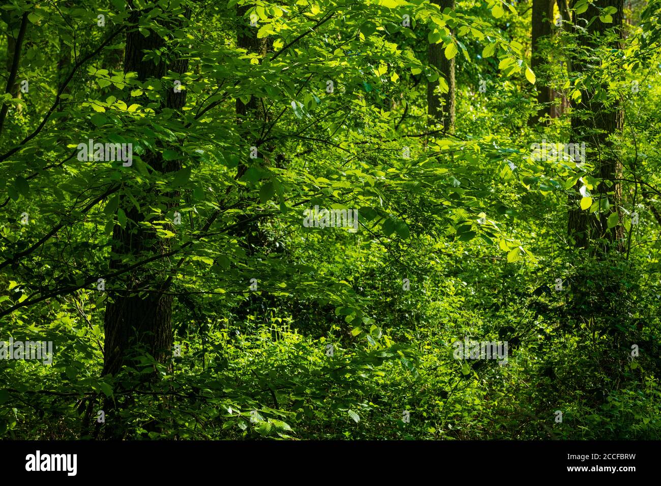 Deciduous forest in spring in Brandenburg by Luckenwalde Stock Photo ...