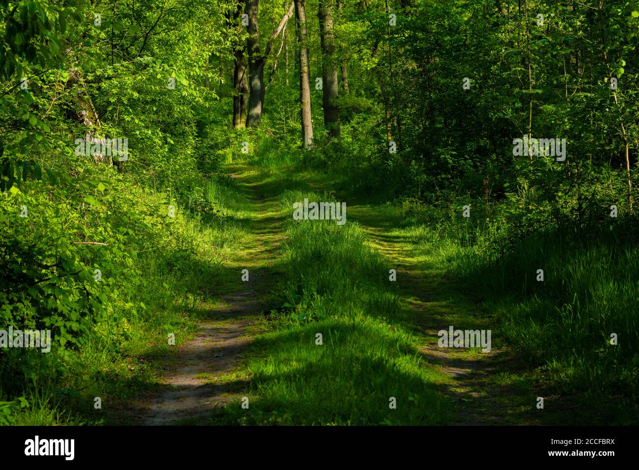 Completely green hi-res stock photography and images - Alamy