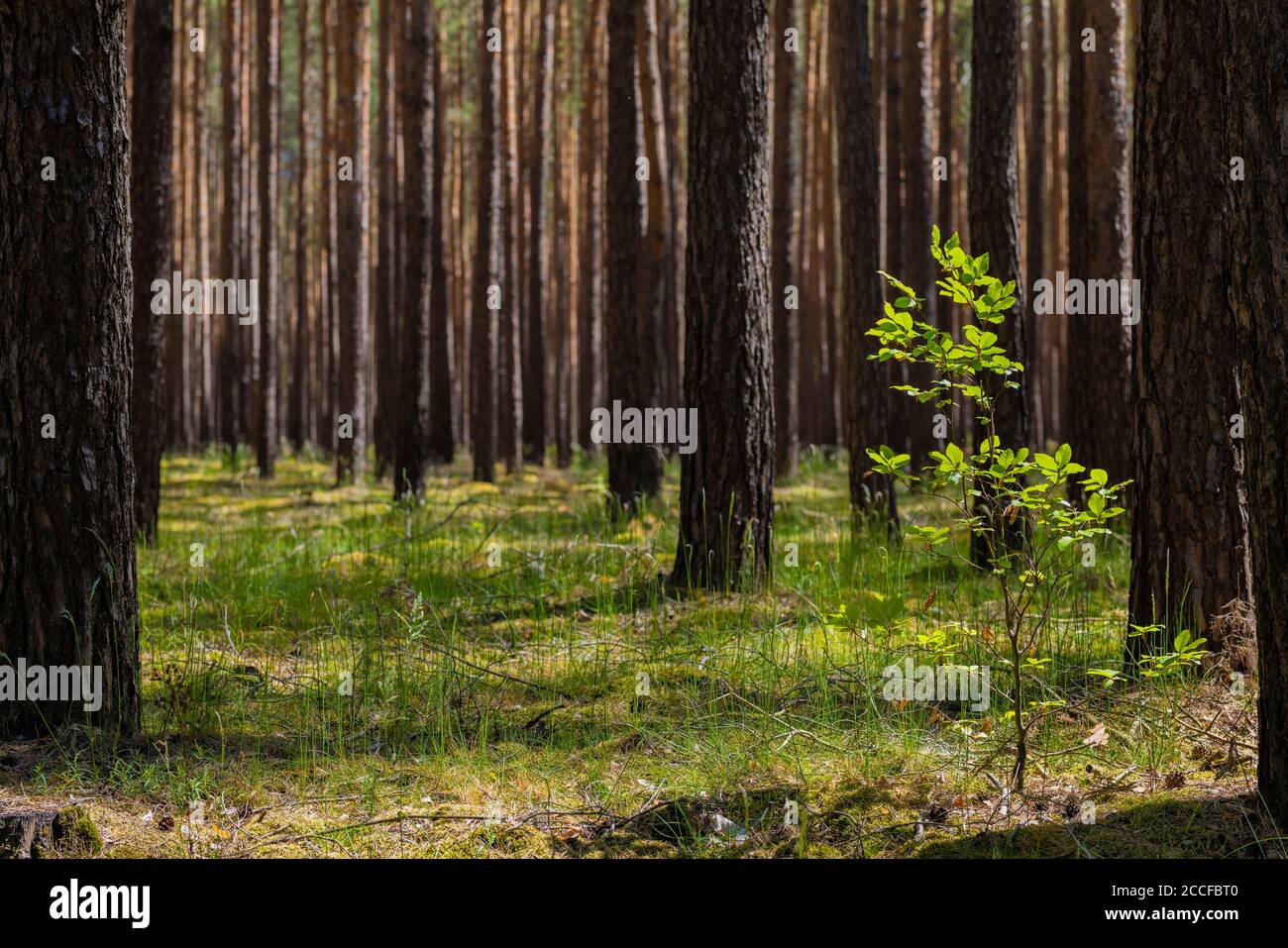 Young deciduous tree in a pine forest hi-res stock photography and ...