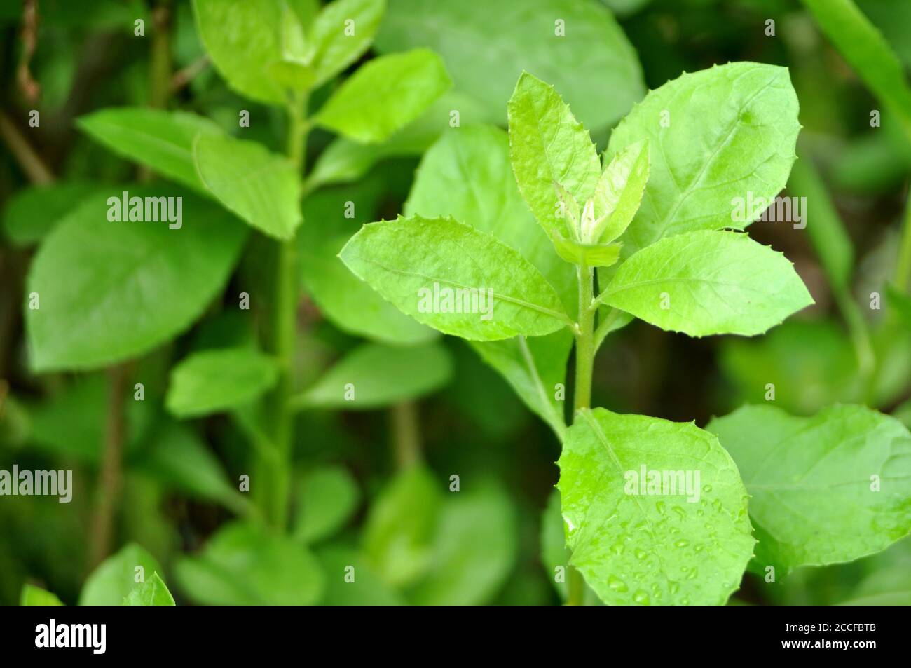 Pluchea indica is a species of flowering plant in the aster family ...