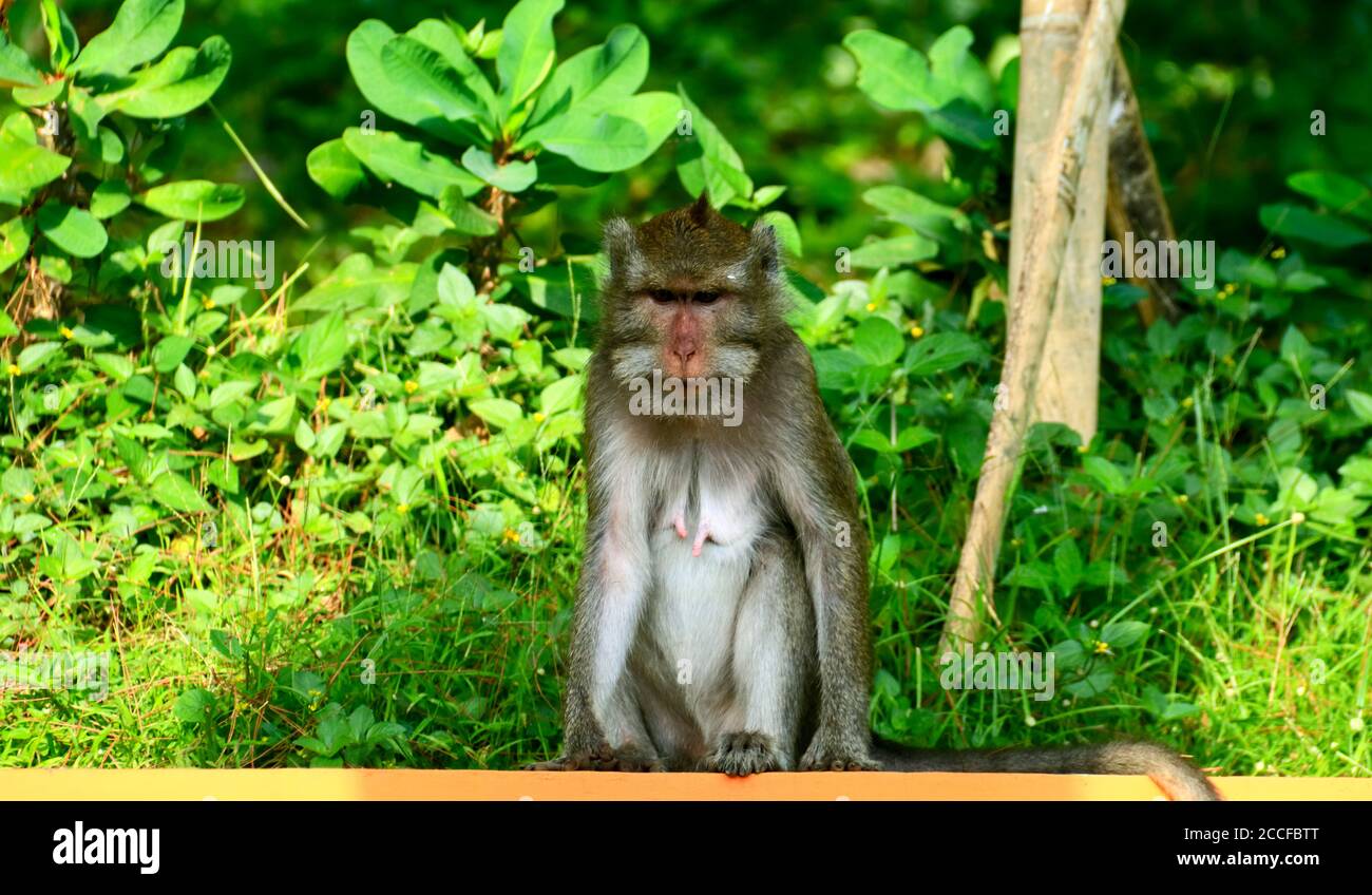 Cynomolgus monkey or Crab-eating macaque at the Tidar Hill in Magelang ...
