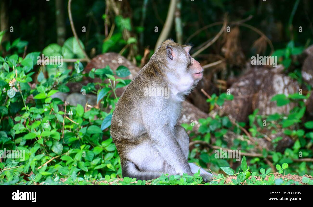 Long tailed kra monkey hi-res stock photography and images - Alamy