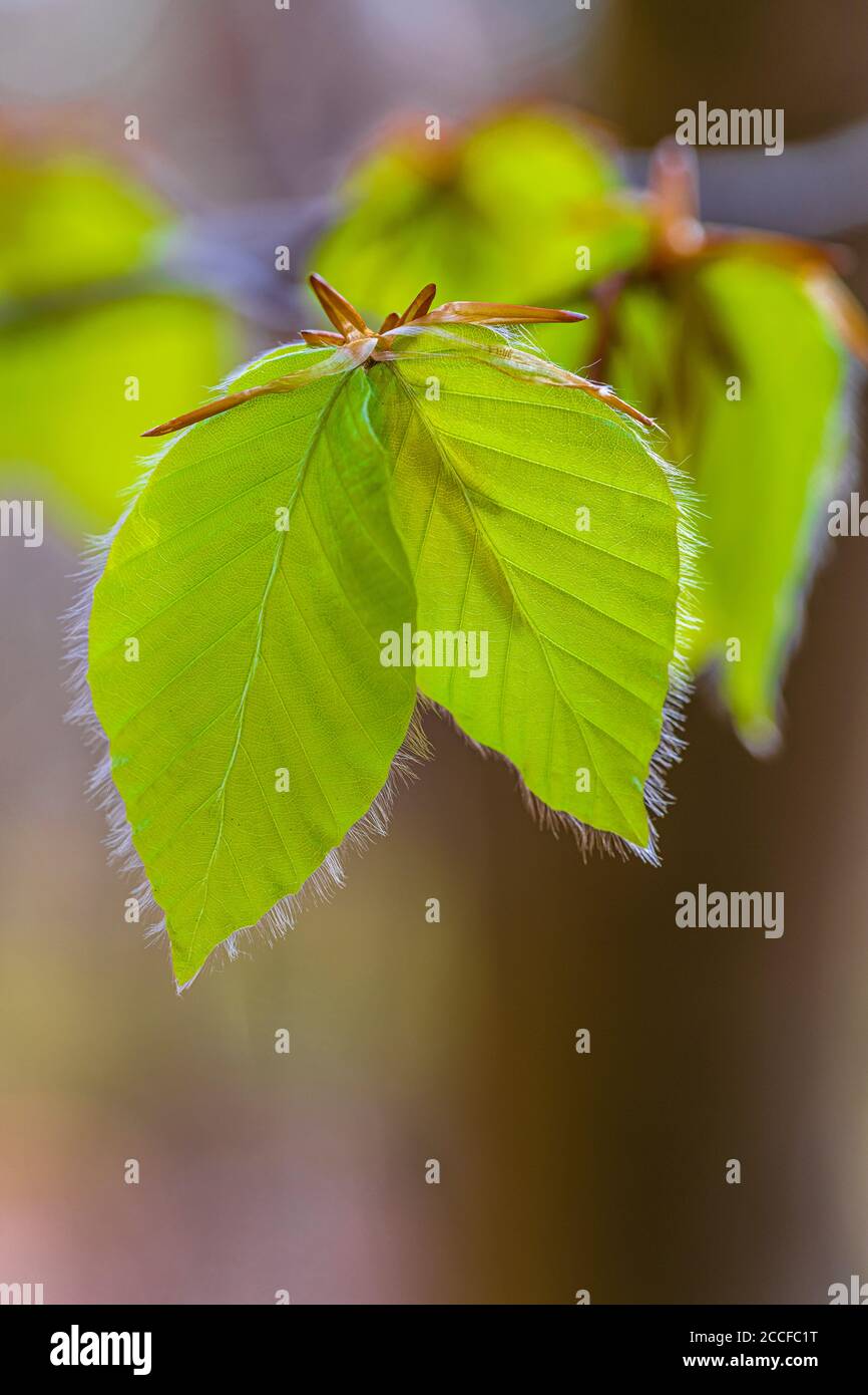 Delicate fresh beech foliage in spring hi-res stock photography and ...