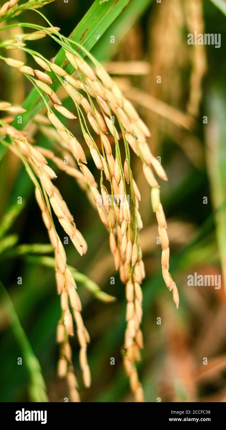 Paddy rice grain oryza on hi-res stock photography and images - Alamy