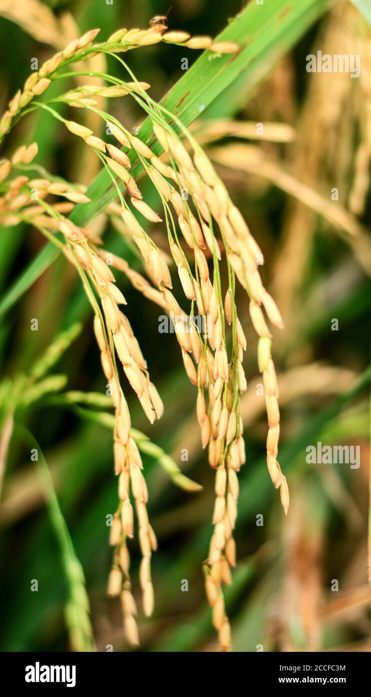 Paddy rice grain oryza on hi-res stock photography and images - Alamy