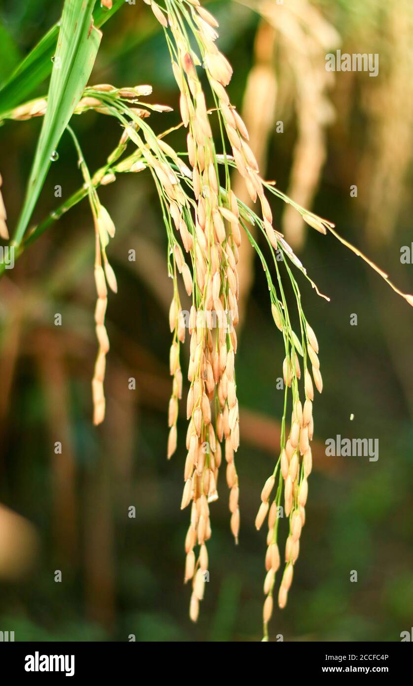 Rice grains on tree in the rice field Stock Photo - Alamy