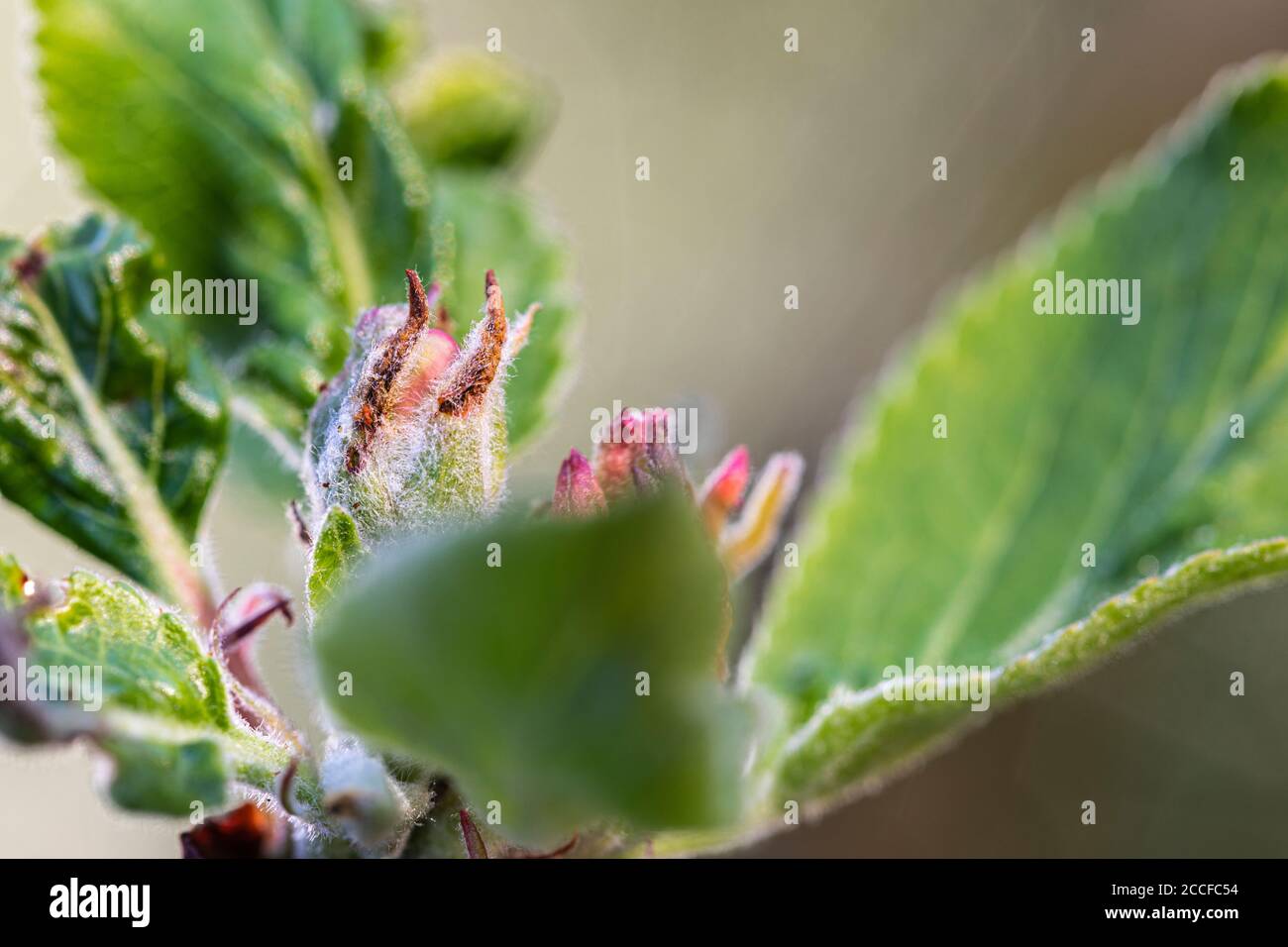 Apple blossom, buds, Malus domesticus, close-up Stock Photo - Alamy