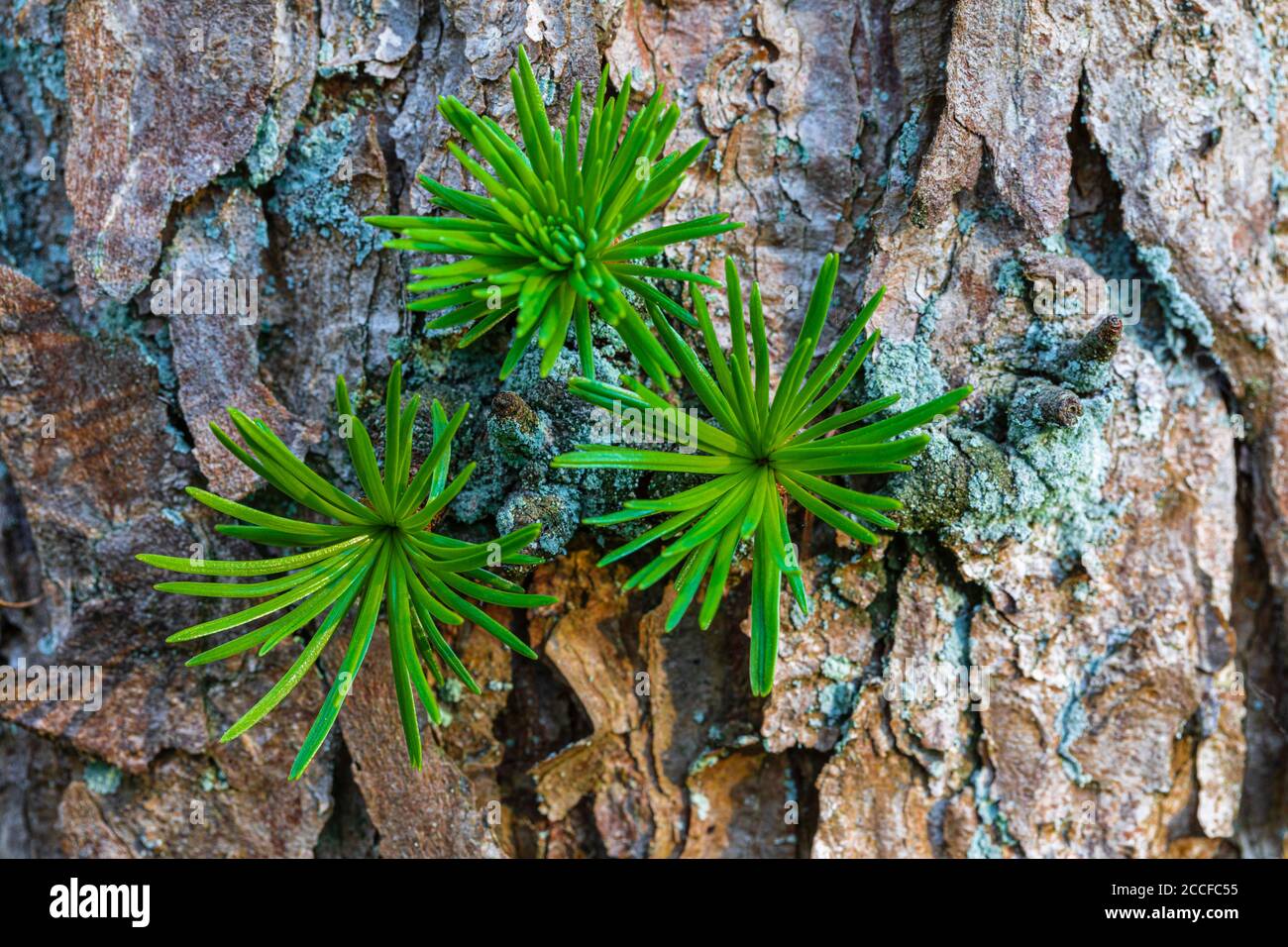 Tree trunk with young shoots, larch, forest still life Stock Photo - Alamy