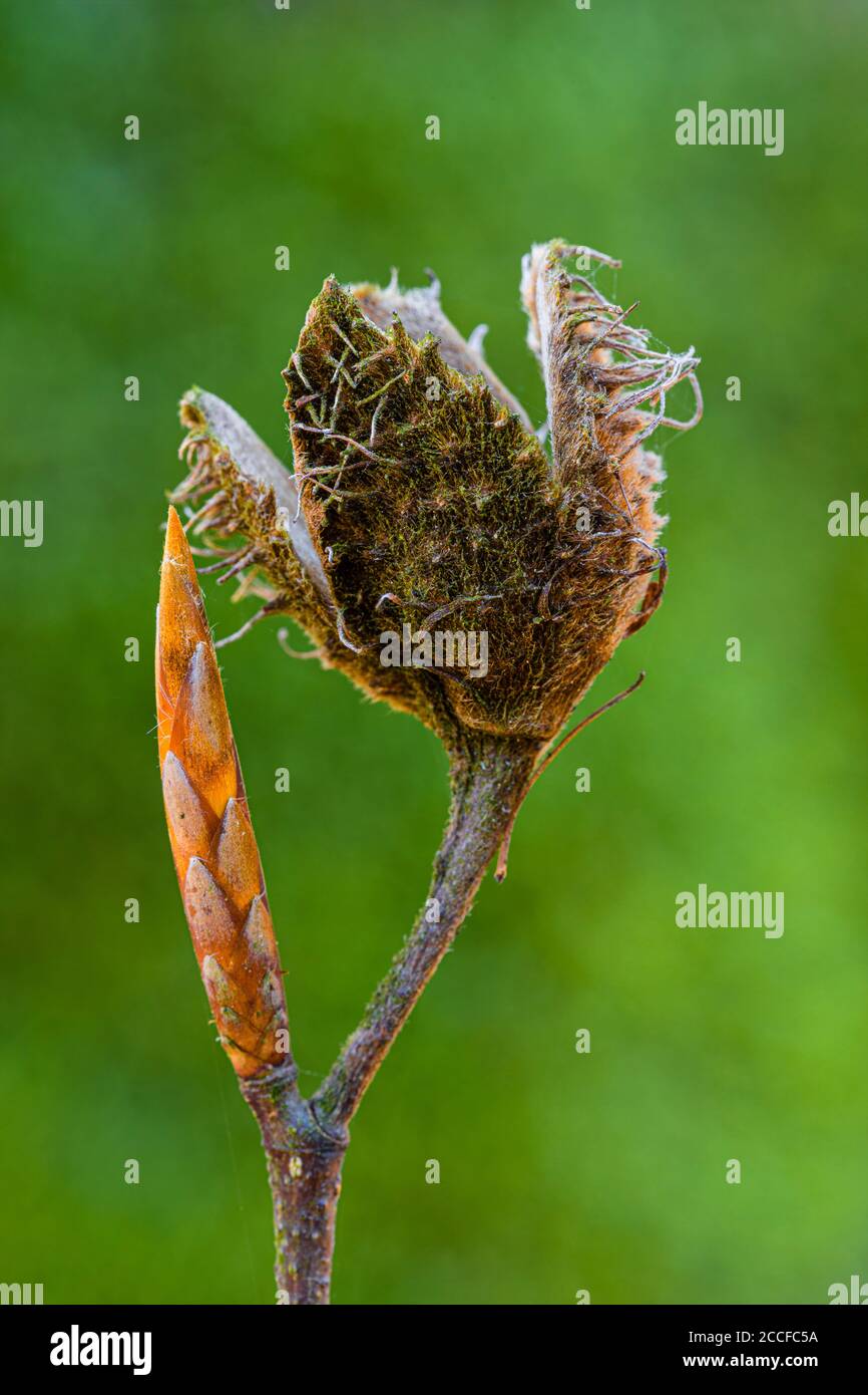 Beechnut hi-res stock photography and images - Alamy