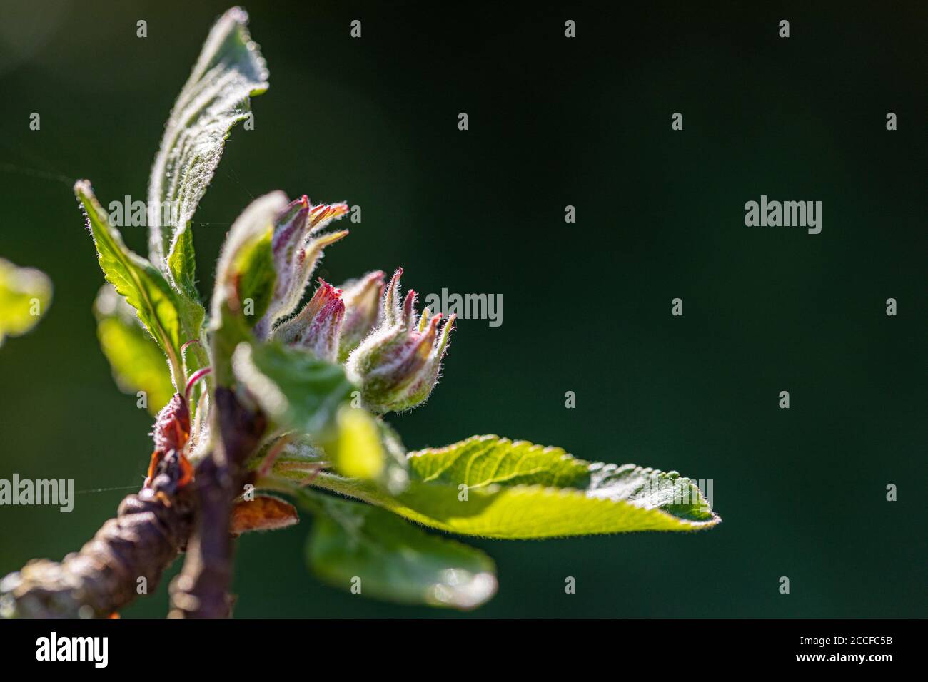 Apple blossom, buds, Malus domesticus, close-up Stock Photo - Alamy
