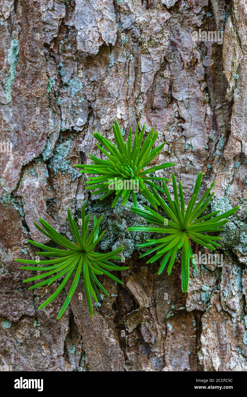 Tree trunk with young shoots, larch, forest still life Stock Photo - Alamy
