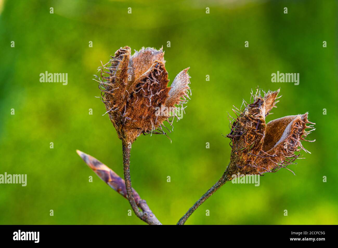 Buchecker, young and old Stock Photo - Alamy