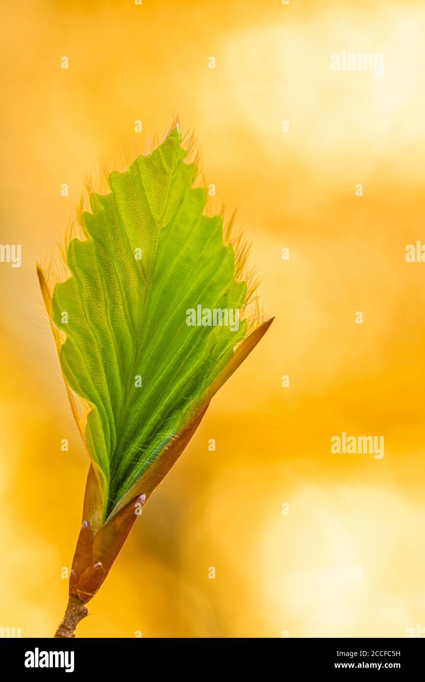 Delicate fresh beech foliage in spring hi-res stock photography and ...