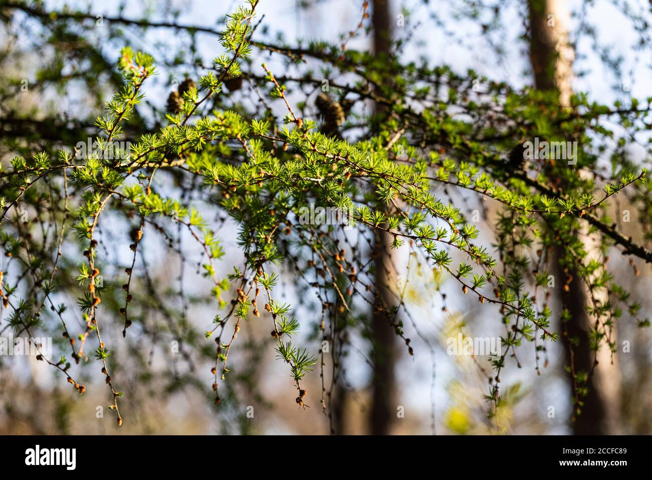 Drooping branches in spring hi-res stock photography and images - Alamy
