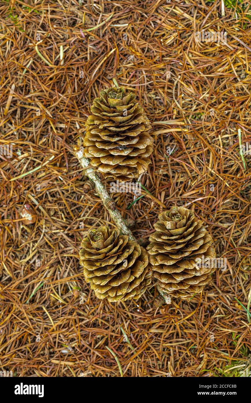 Larch cones, forest still life Stock Photo - Alamy