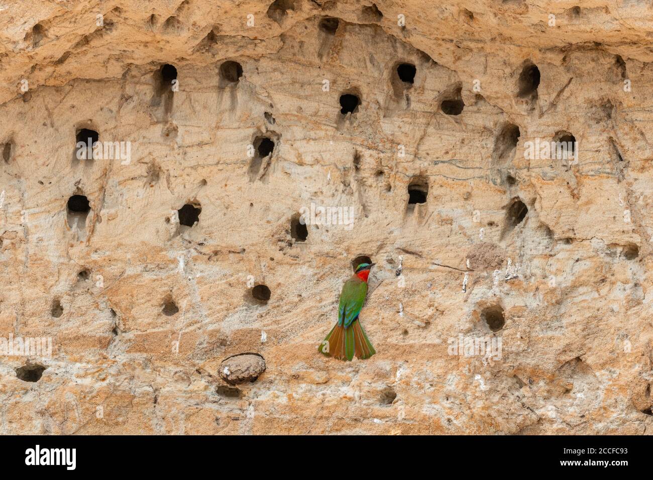 Red-throated bee-eater at a mass nesting site at Murchison falls ...