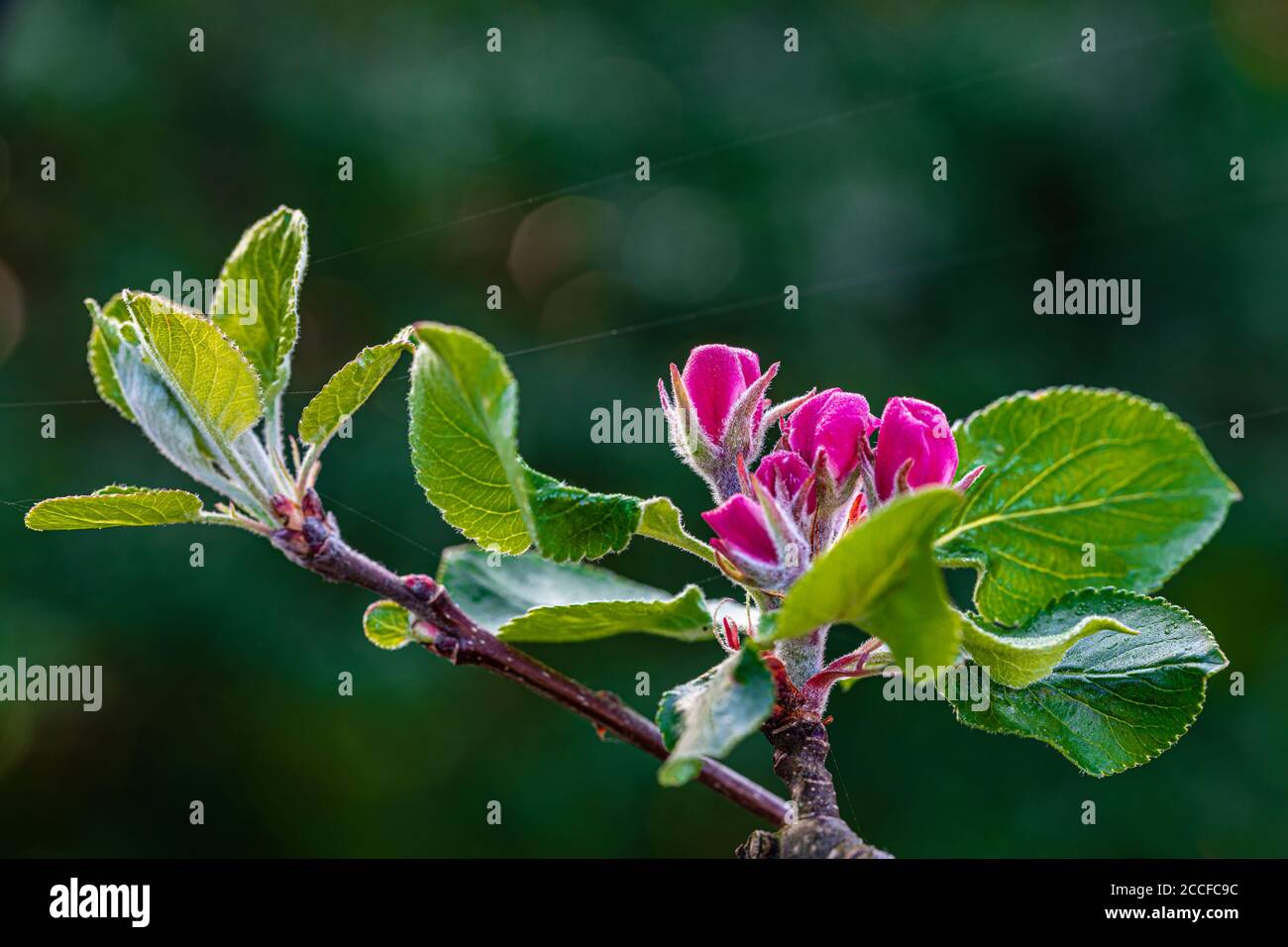 Apple blossom, buds, Malus domesticus, close-up Stock Photo - Alamy