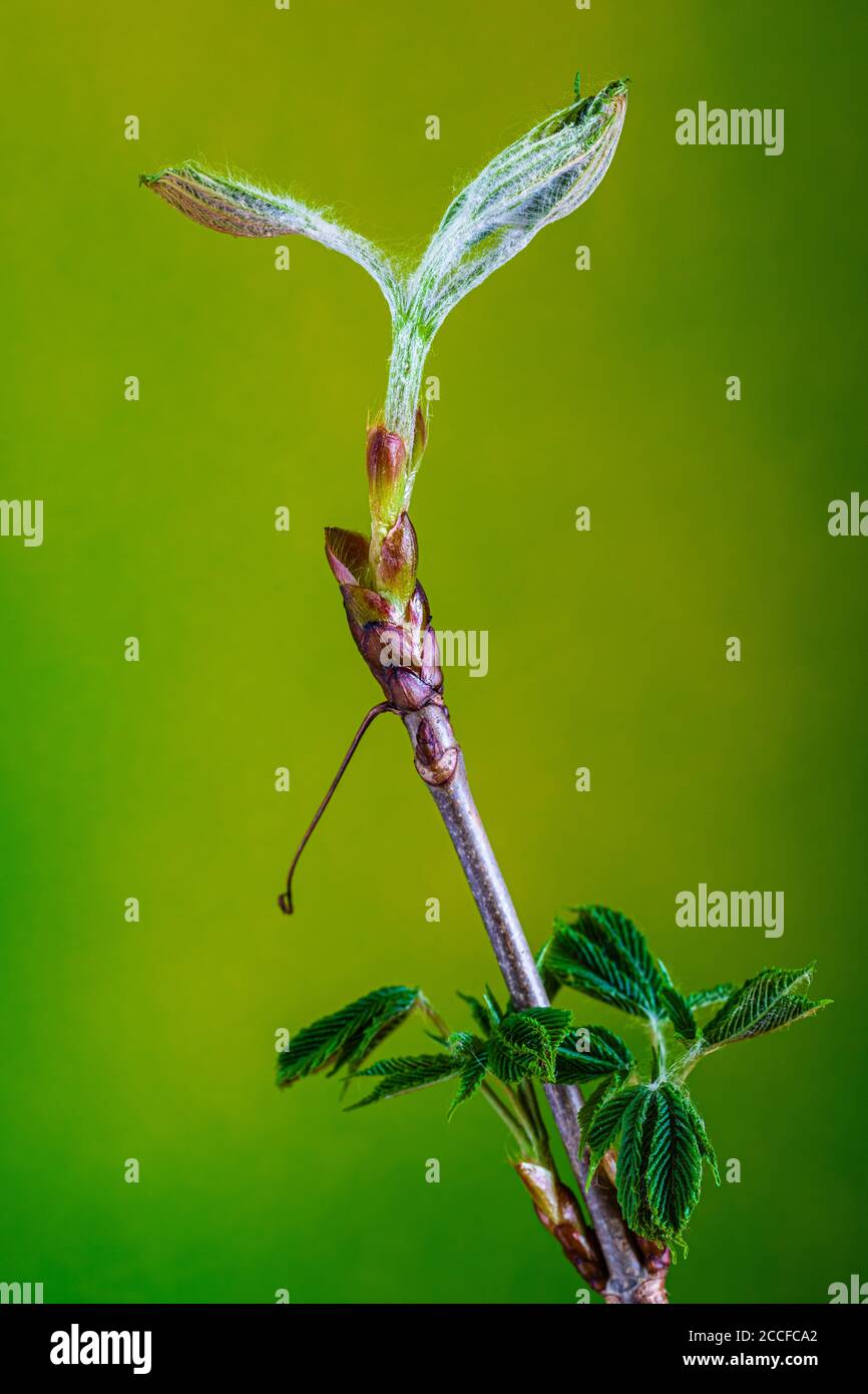 Plant, fresh shoot, leaves, spring Stock Photo - Alamy