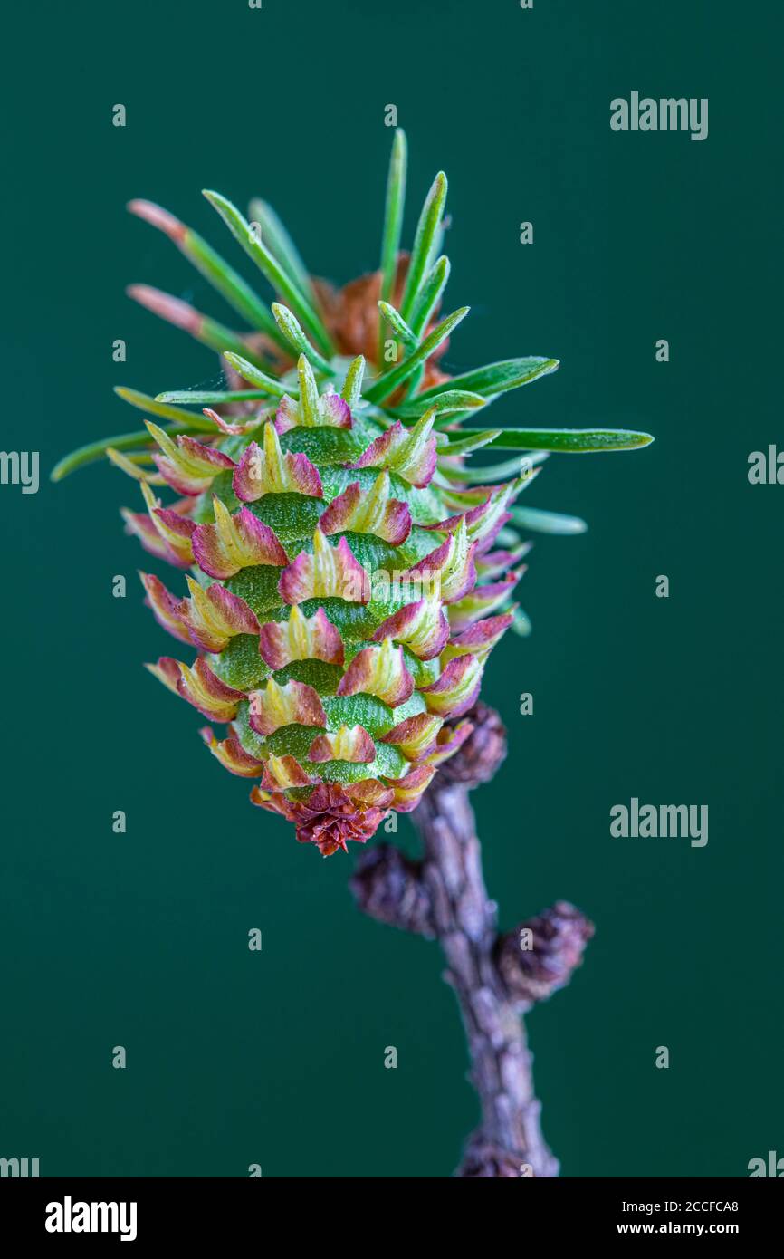 Larch cones, forest still life Stock Photo - Alamy