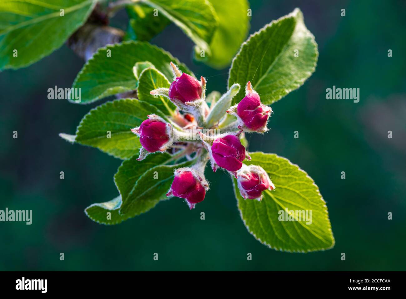 Apple blossom, buds, Malus domesticus, close-up Stock Photo - Alamy
