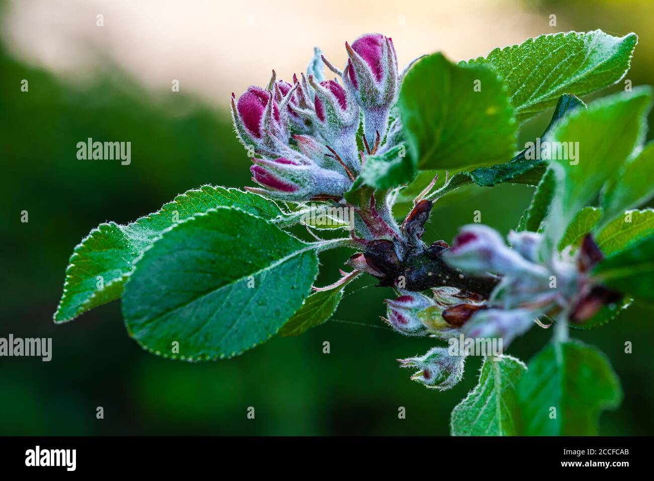 Apple blossom, buds, Malus domesticus, close-up Stock Photo - Alamy