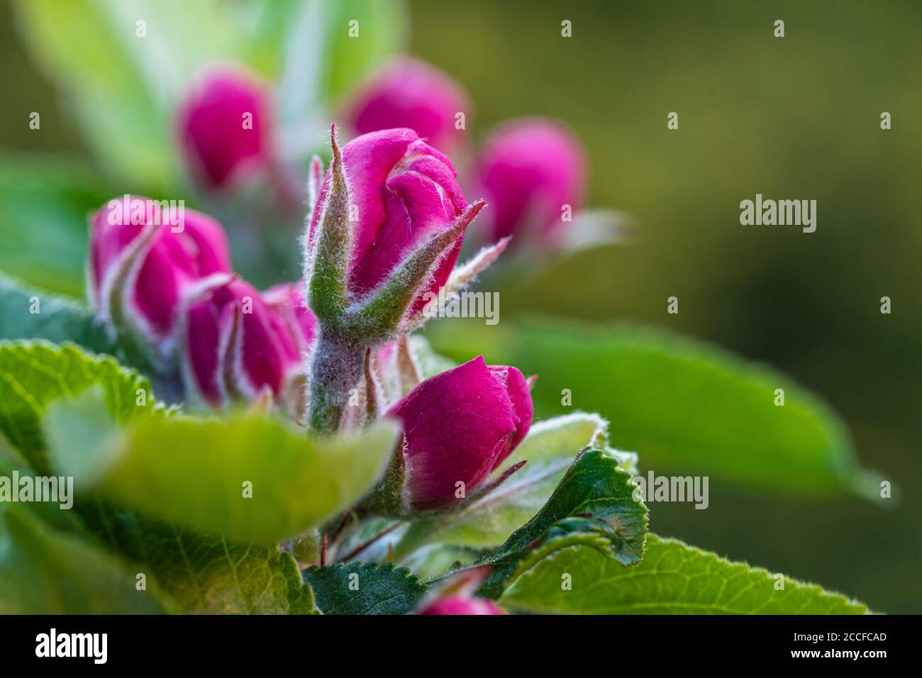 Apple blossom, buds, Malus domesticus, close-up Stock Photo - Alamy