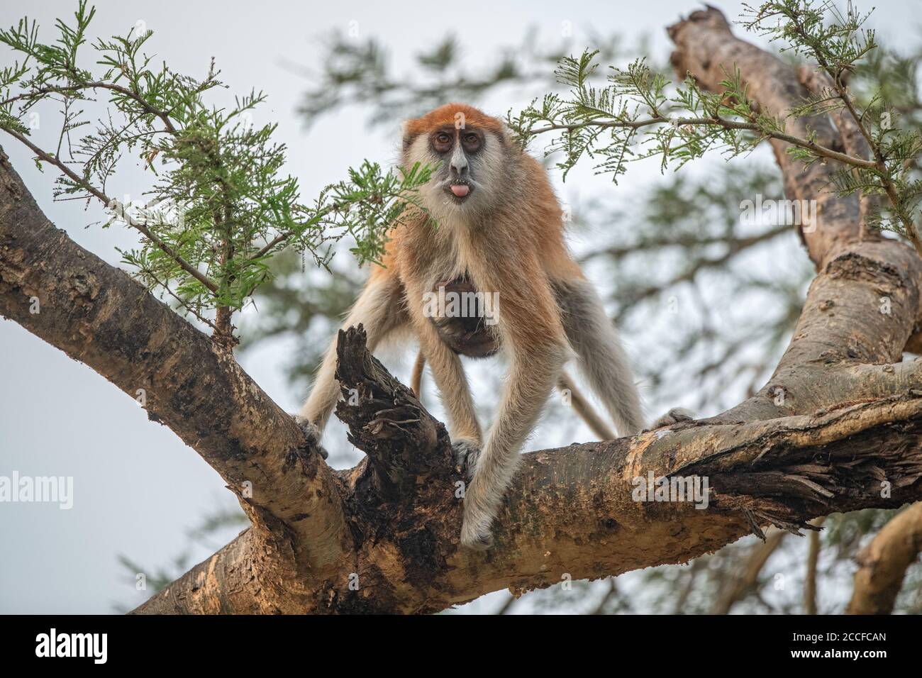 Patas monkey female foraging on a tree with baby in tuck Stock Photo ...